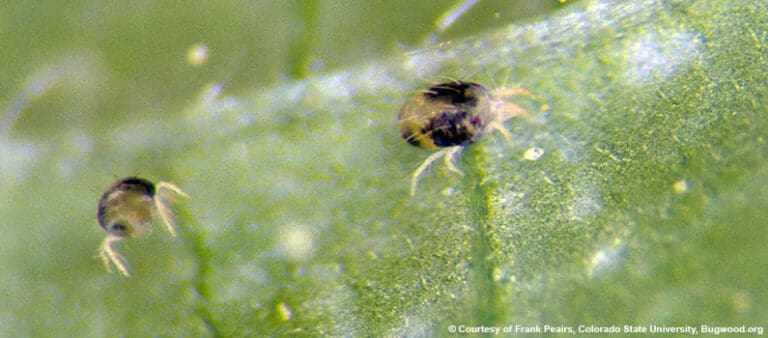 Spider Mites and Tree Damage | Eden Tree Pros