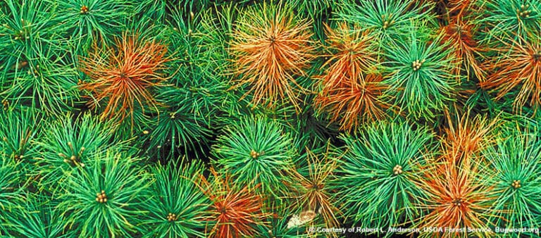 Diplodia Tip Blight | Eden Tree Pros