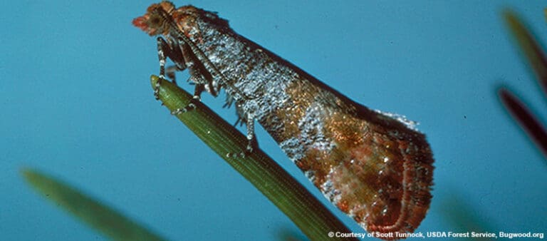 Pine Tip Moth | Eden Tree Pros