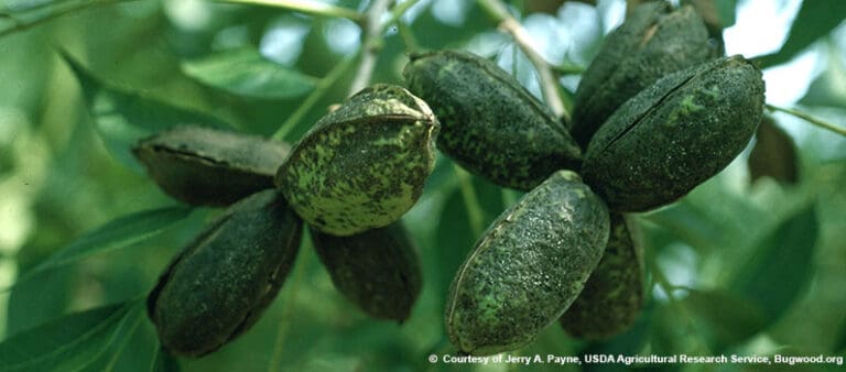 Tree Scab Disease | Eden Tree Pros